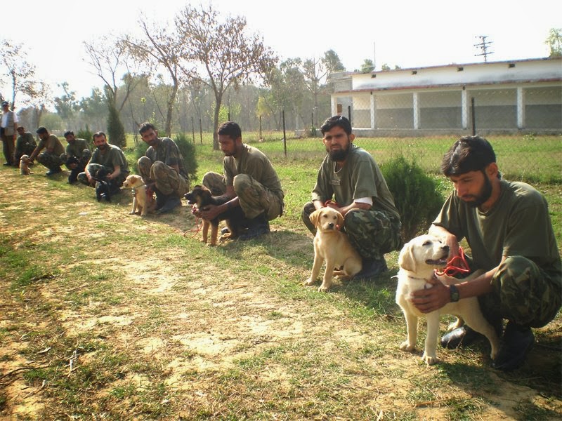 German Shepherd Dog: Pak Army Dogs