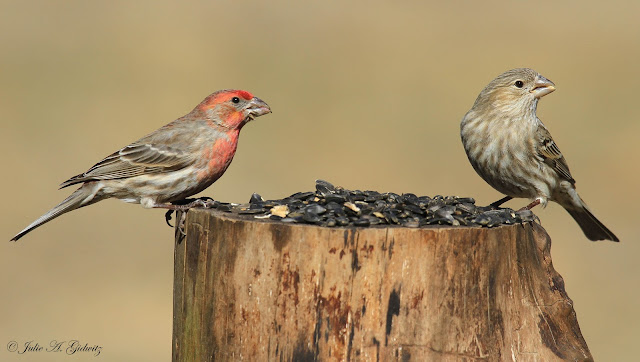 Nature's Splendor: Pretty Spring Birds