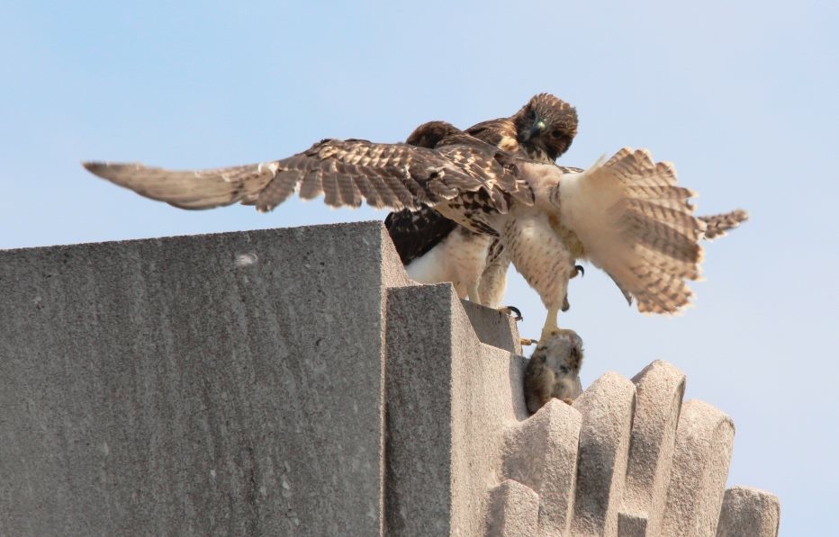 Hawkwatch at the Franklin Institute: Young hawks out on the town
