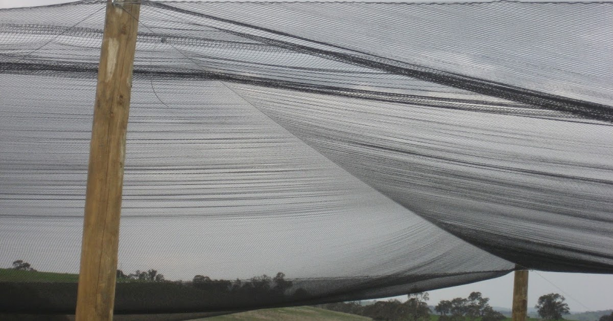 Elphinstone Update: The orchard gets some bird netting