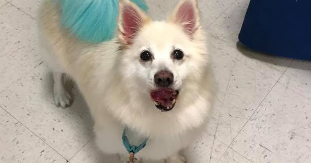 Shelter Dogs of Portland: "YOSHI" american eskimo mix ...MYA" chi mix ...