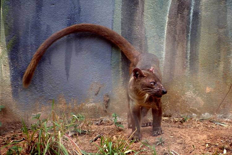 Fossa | The Life of Animals