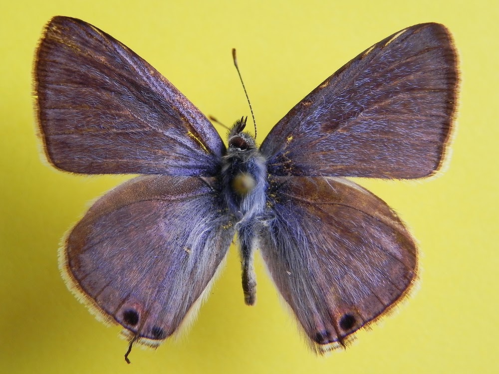 MARIPOSAS (BUTTERFLIES): Subfamilia POLYOMMATINAE Tribu LAMPIDINI ...