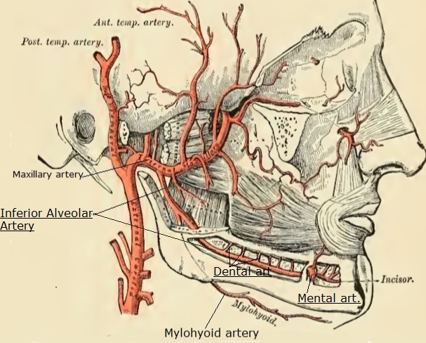Inferior Alveolar
