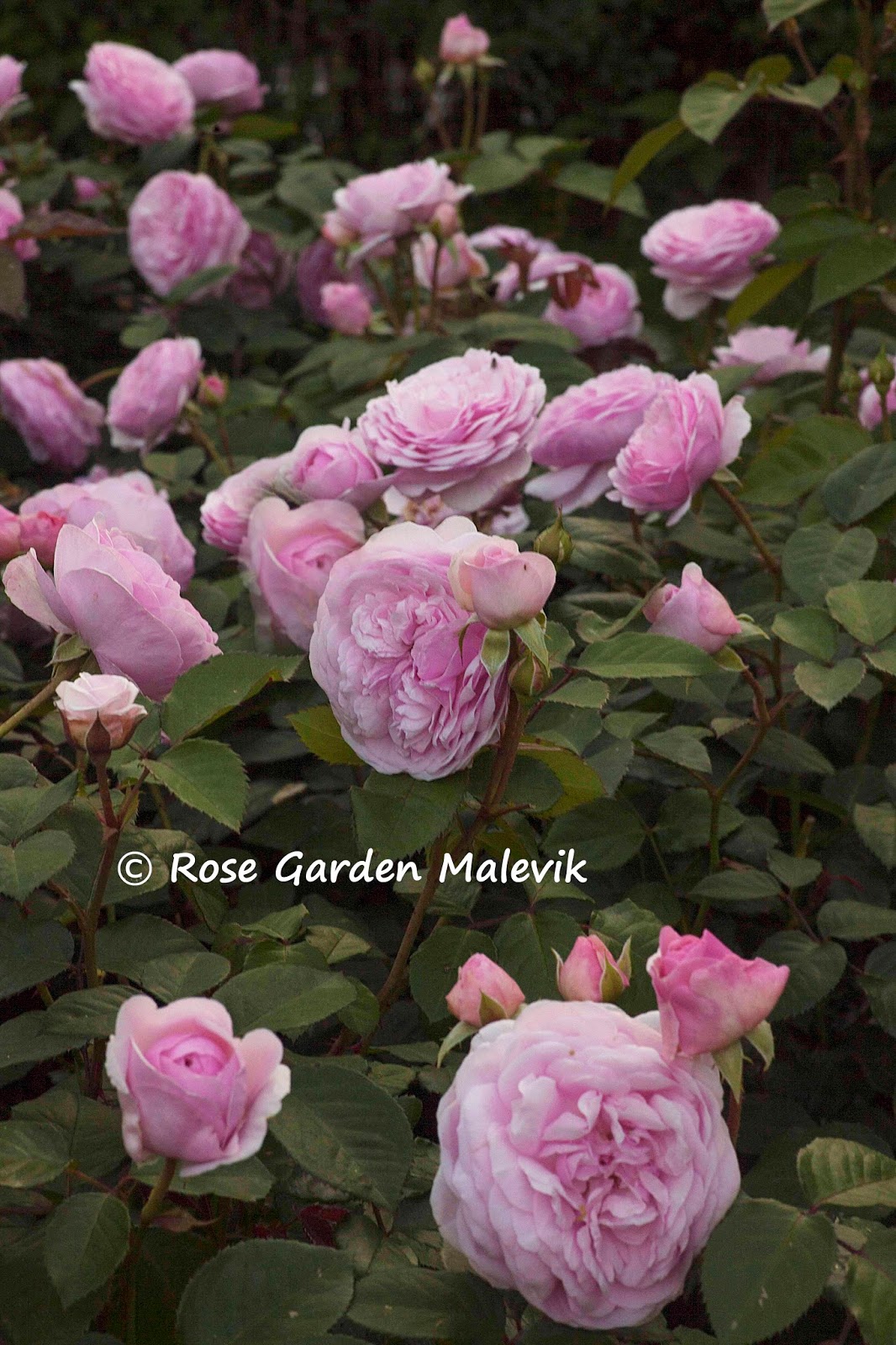 ROSE GARDEN Malevik: arbetat ute ~ working in my Rose Garden