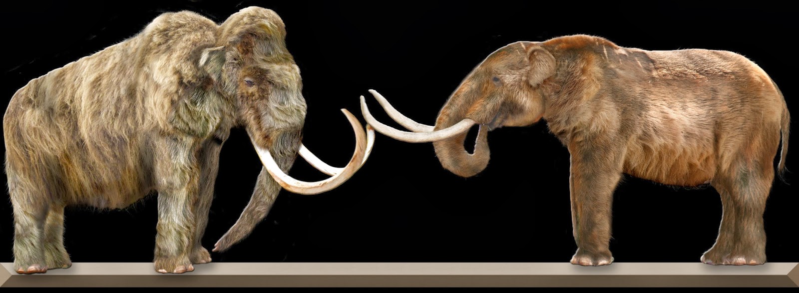 archy: Mammoth or mastodon?