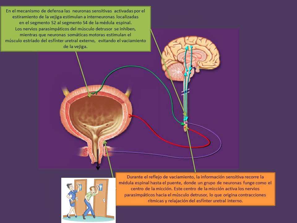 Blog de Fisiología Básica de Osel Alonso García Angulo: REFLEJO DE MICCION