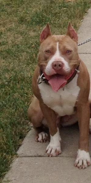 UKC ADBA ABKC registered FEMALE pitbull puppy | Puppies For Sale