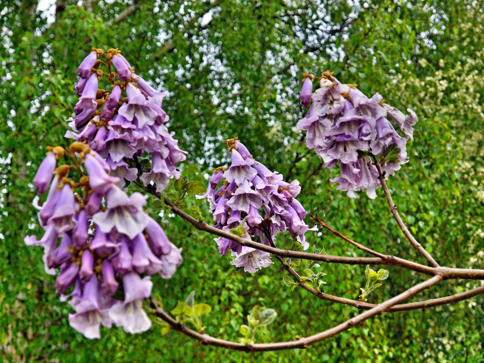 Paulownia - Peuplier - Pin - Comment ça marche