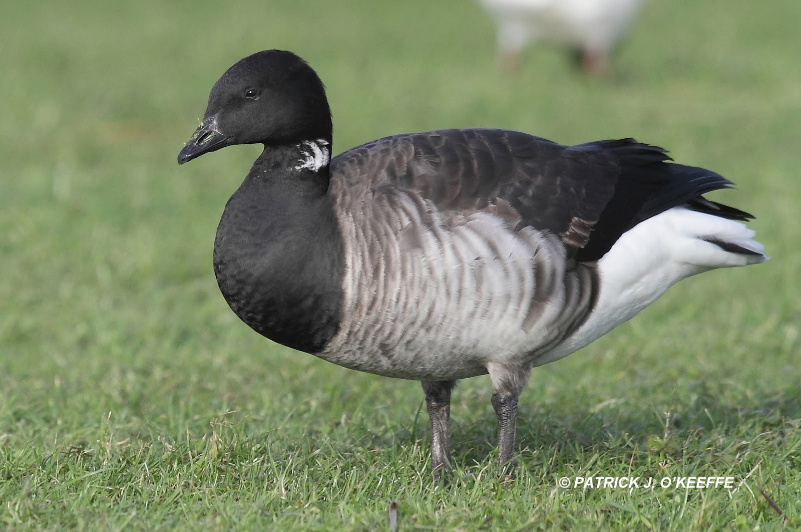 Raw Birds: BRENT GOOSE or PALE BELLIED BRENT GOOSE (Branta bernicla ...