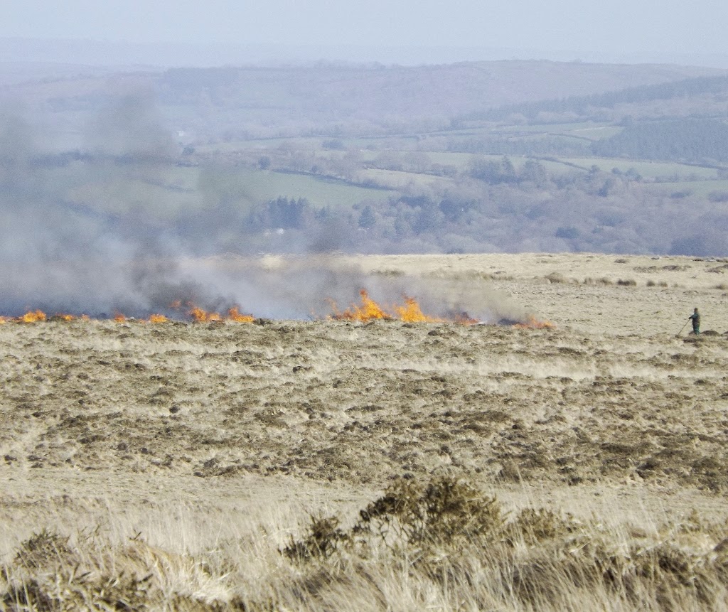 Dartmoor Ramblings: SWAILING