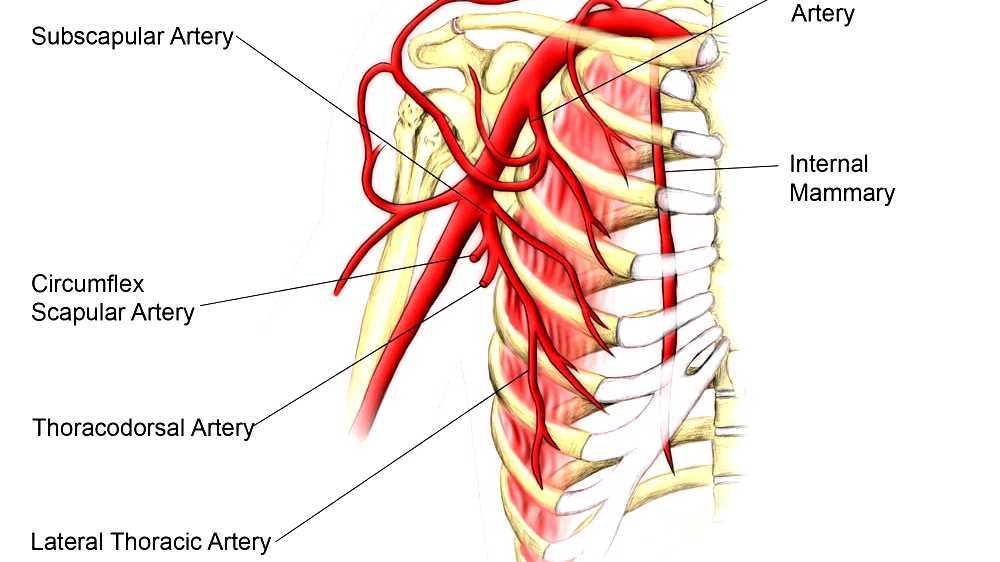 Thoracoacromial artery