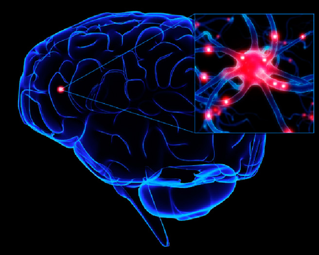 Qué es la plasticidad neuronal? ~ Inténtalo