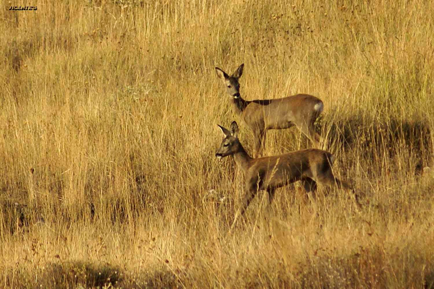Fauna silvestre de Hormaza: Capreolus capreolus