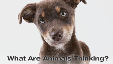 What Are Animals Thinking? - EntireDocumentaries