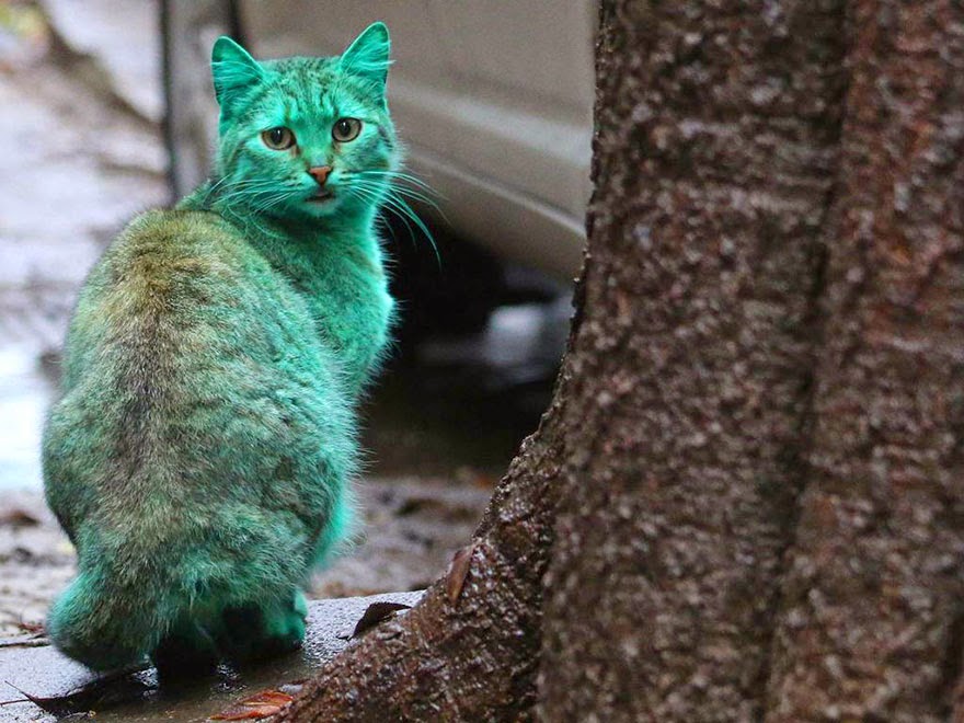 One Million Photo: O Misterioso Gato Verde