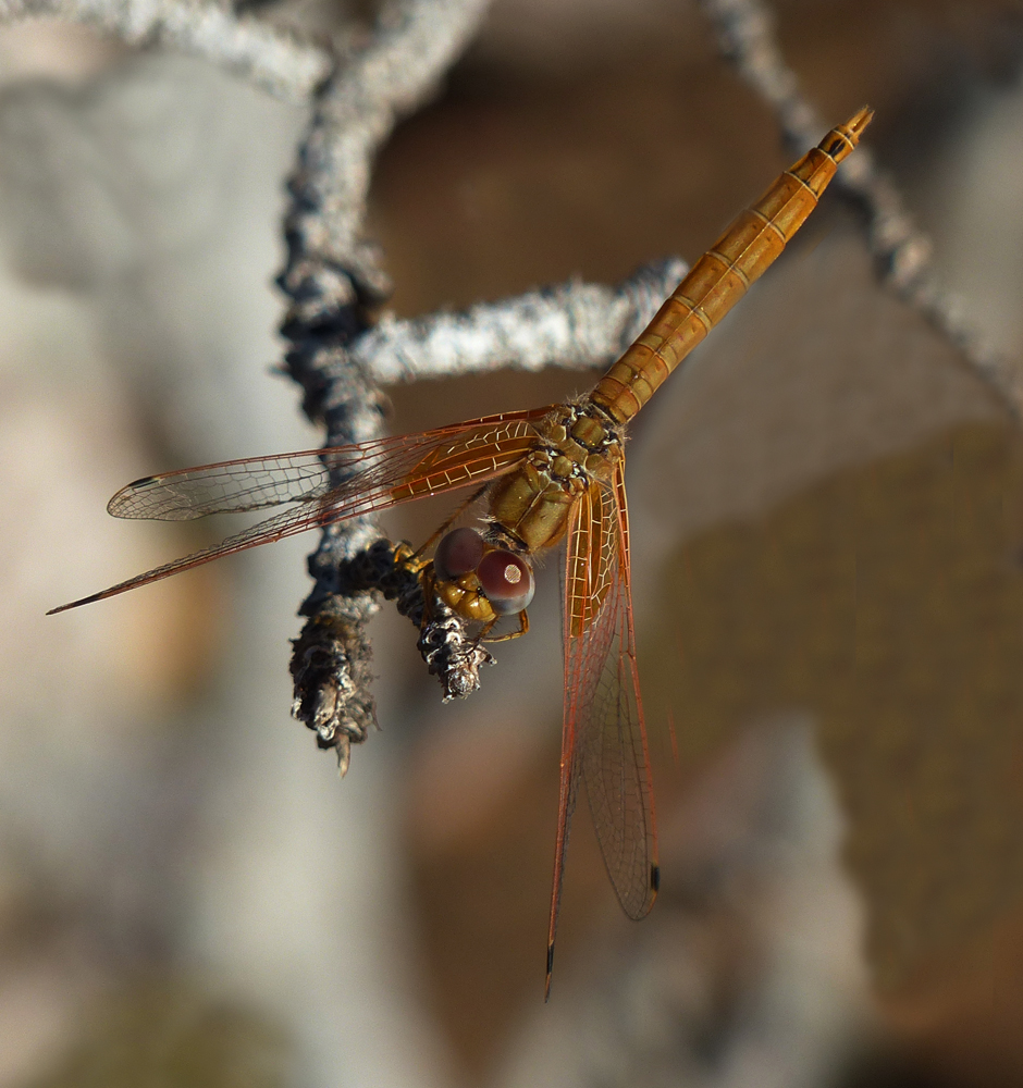 CLUB FOTOGRÁFICO 76 JUAN RIVERA- Puerto Real: Libélulas