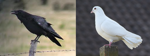 Gavran [1963] - atomsoftware