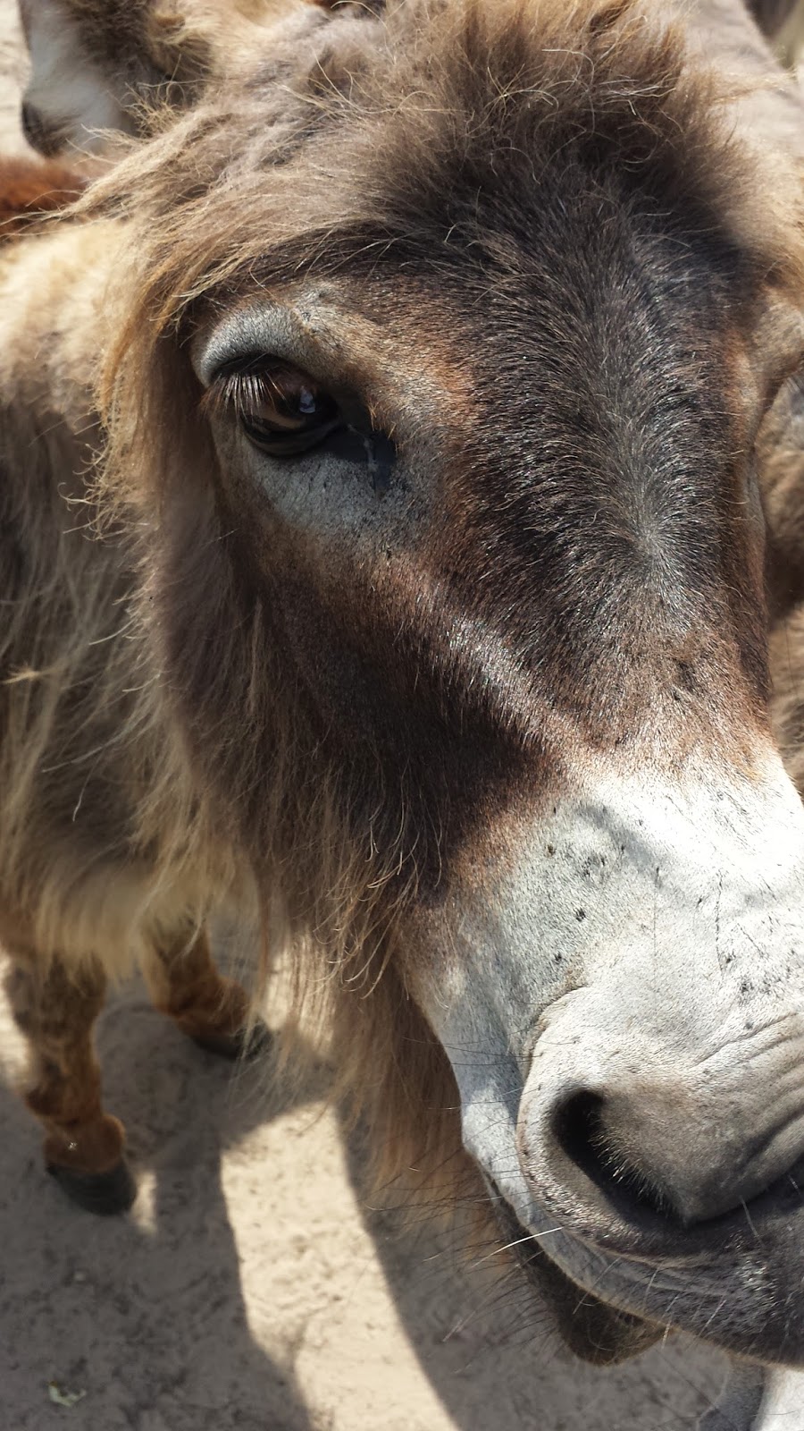 My Miniature Donkeys: Donkey Dreads, Gone