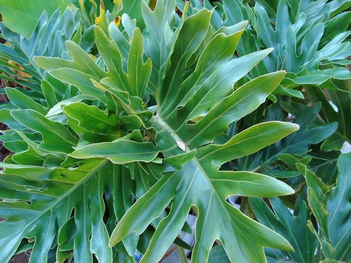 Q' Planta é Essa?: Guaimbê-da-Folha-Ondulada