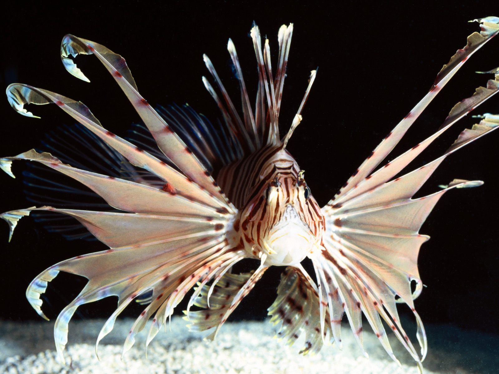 Pez león (Pterois) ~ Naturaleza Insólita