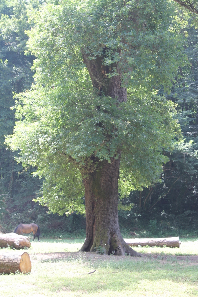 Ho incontrato un albero: Farnia