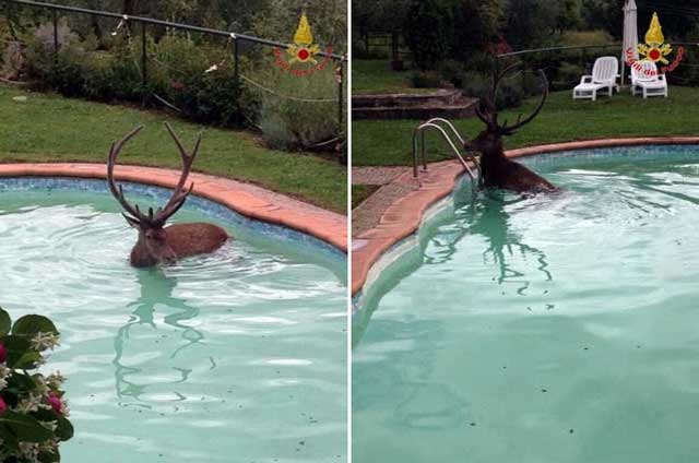 Nothing To Do With Arbroath: Deer relaxing in pool rescued and returned ...