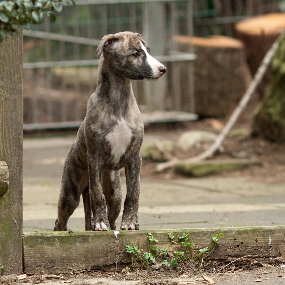 Whippets High on Emotion
