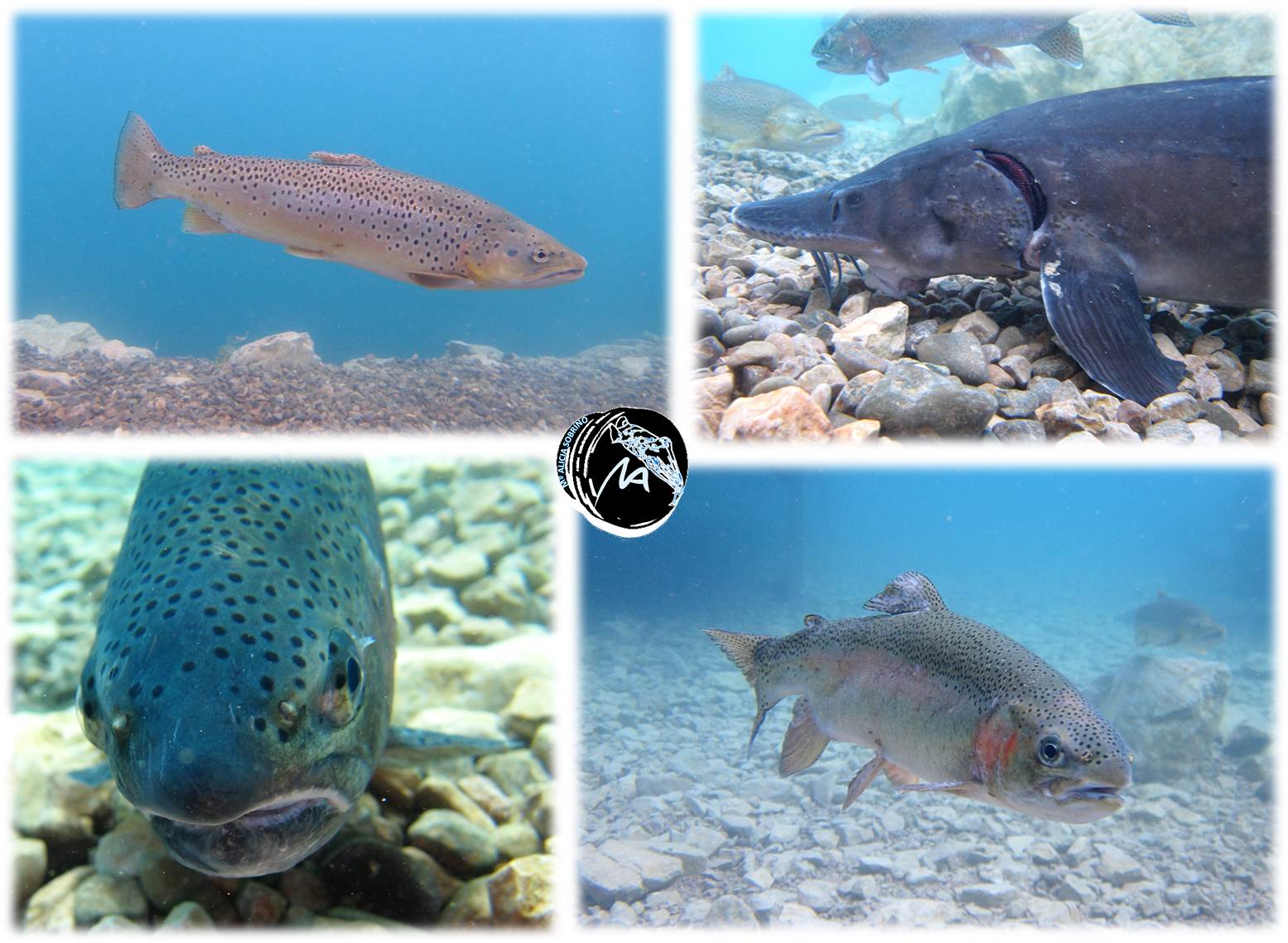 La mar a través de un objetivo: El mundo del agua dulce puede ser ...