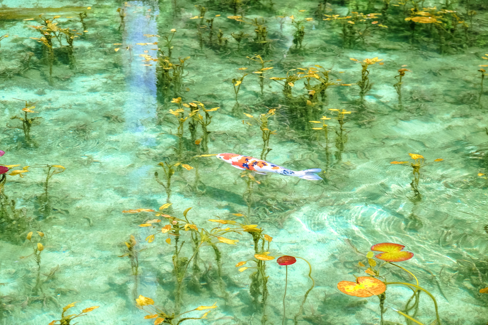 Monet's Pond: The Pond Where Art Comes to Life | Amusing Planet