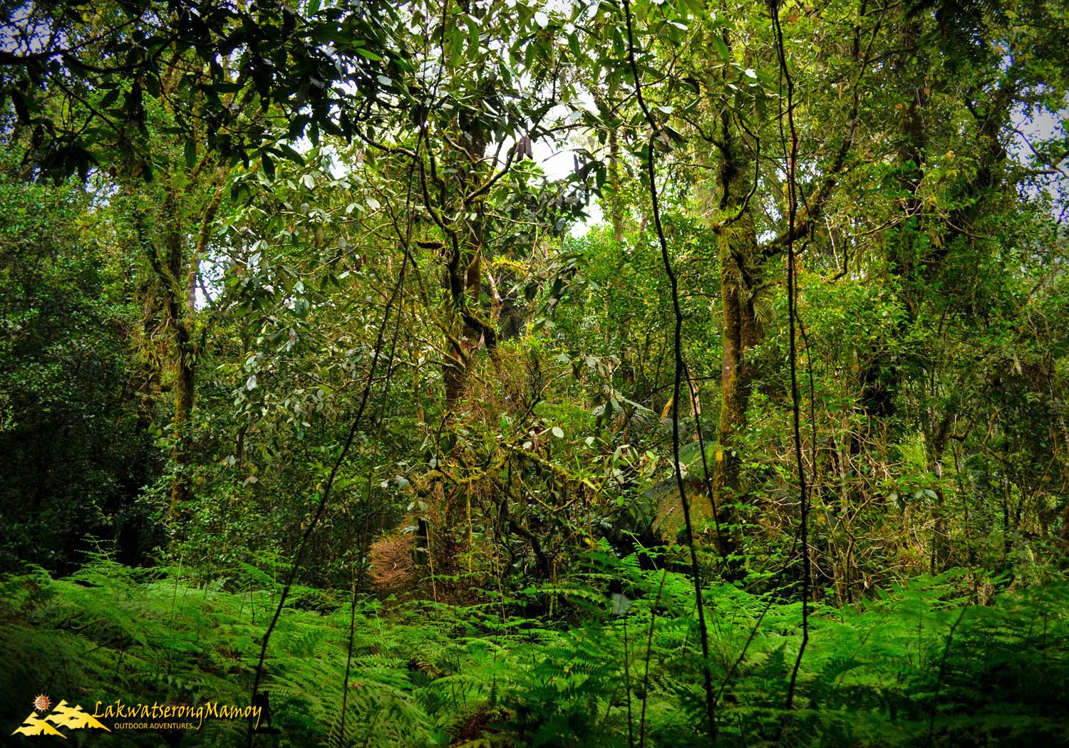 Mt. Apo Summer Climb a Dream Come True ~ Lakwatserong Mamoy