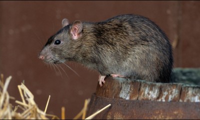 Pericotes tan grandes como gatos (VIDEO) | BOMBEROS SAN RAFAEL
