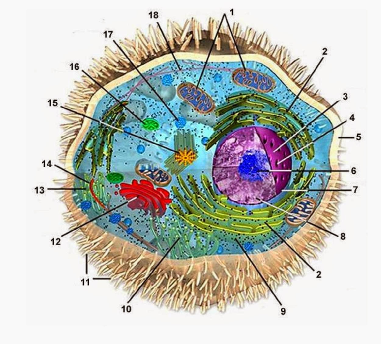 Biologia 3º: Unidad 3
