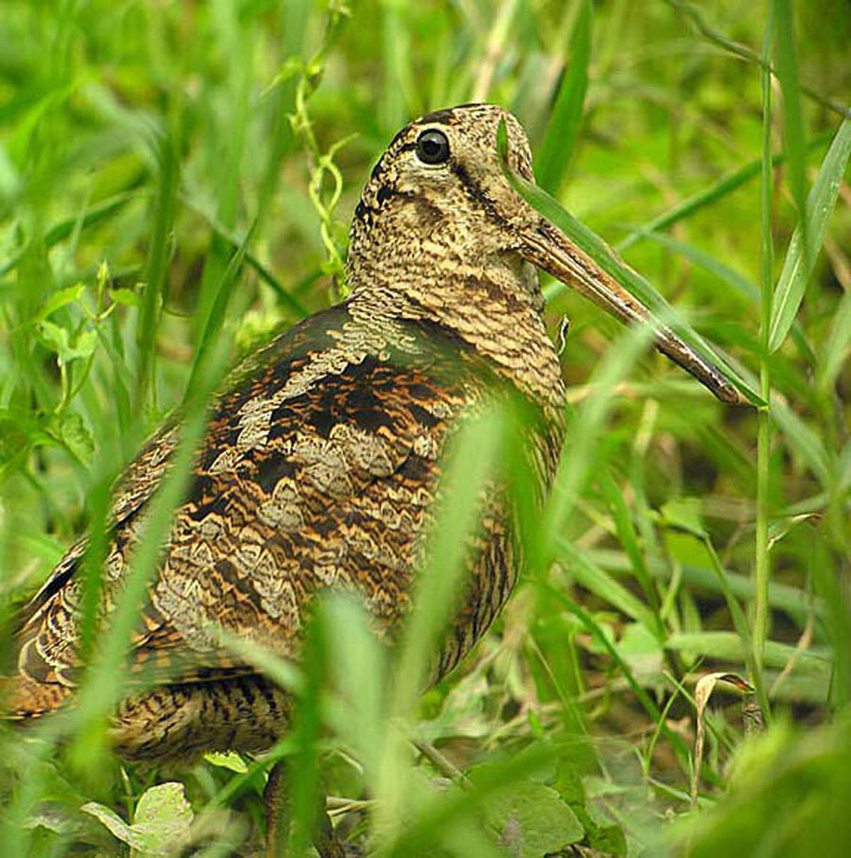 Emidio Civitillo - Cusano Mutri (BN): La BECCACCIA sverna in buon ...