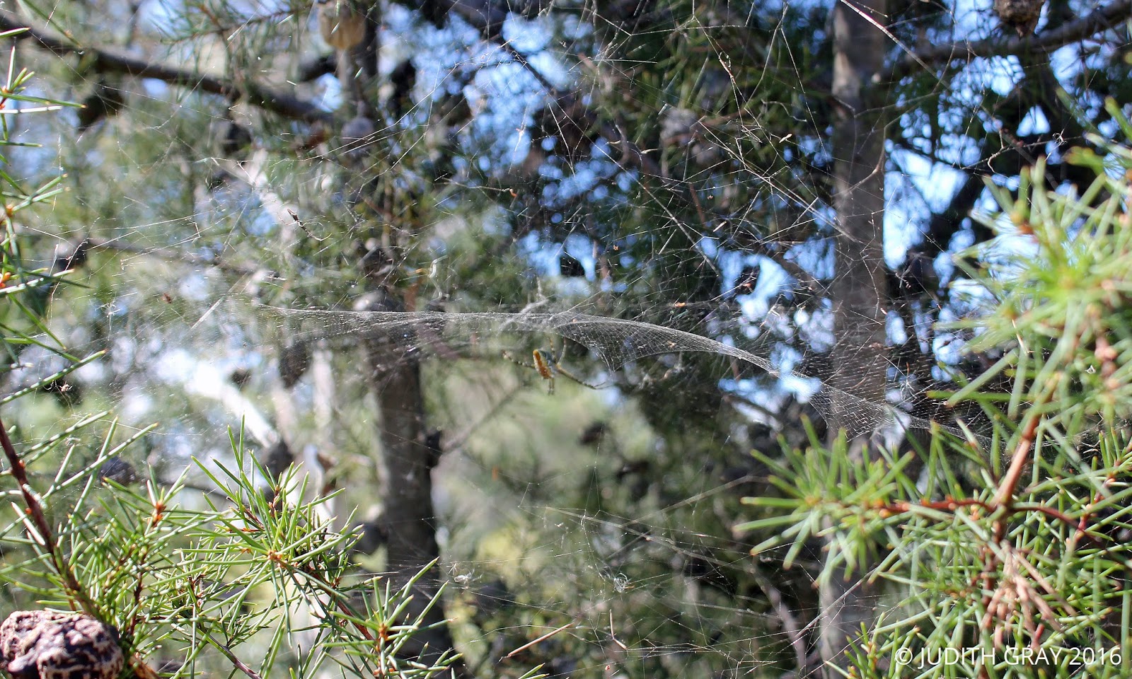 Dome Tent Spider in Web
