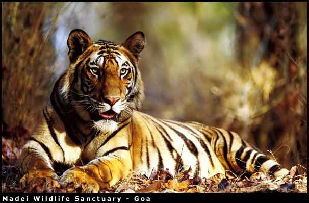 Top 10 Attractions For Ideal Goa Winter Packages | Goa Holiday Guide ...