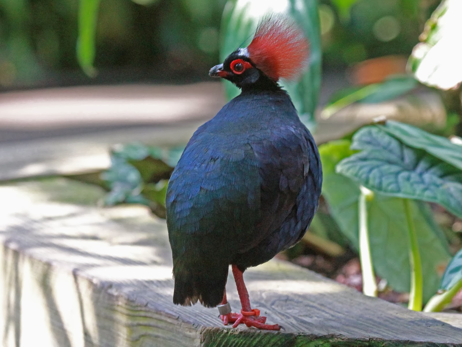 Crested Partridge - Pets