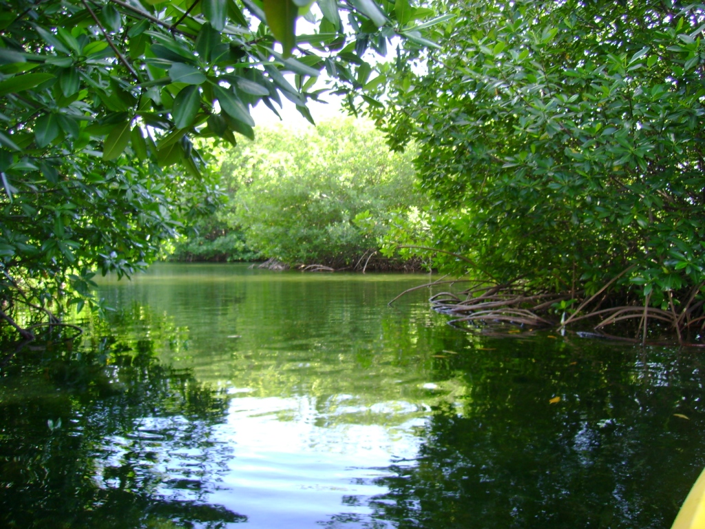 ¡Cuidemos al manglar!: El manglar, un ecosistema increíble.