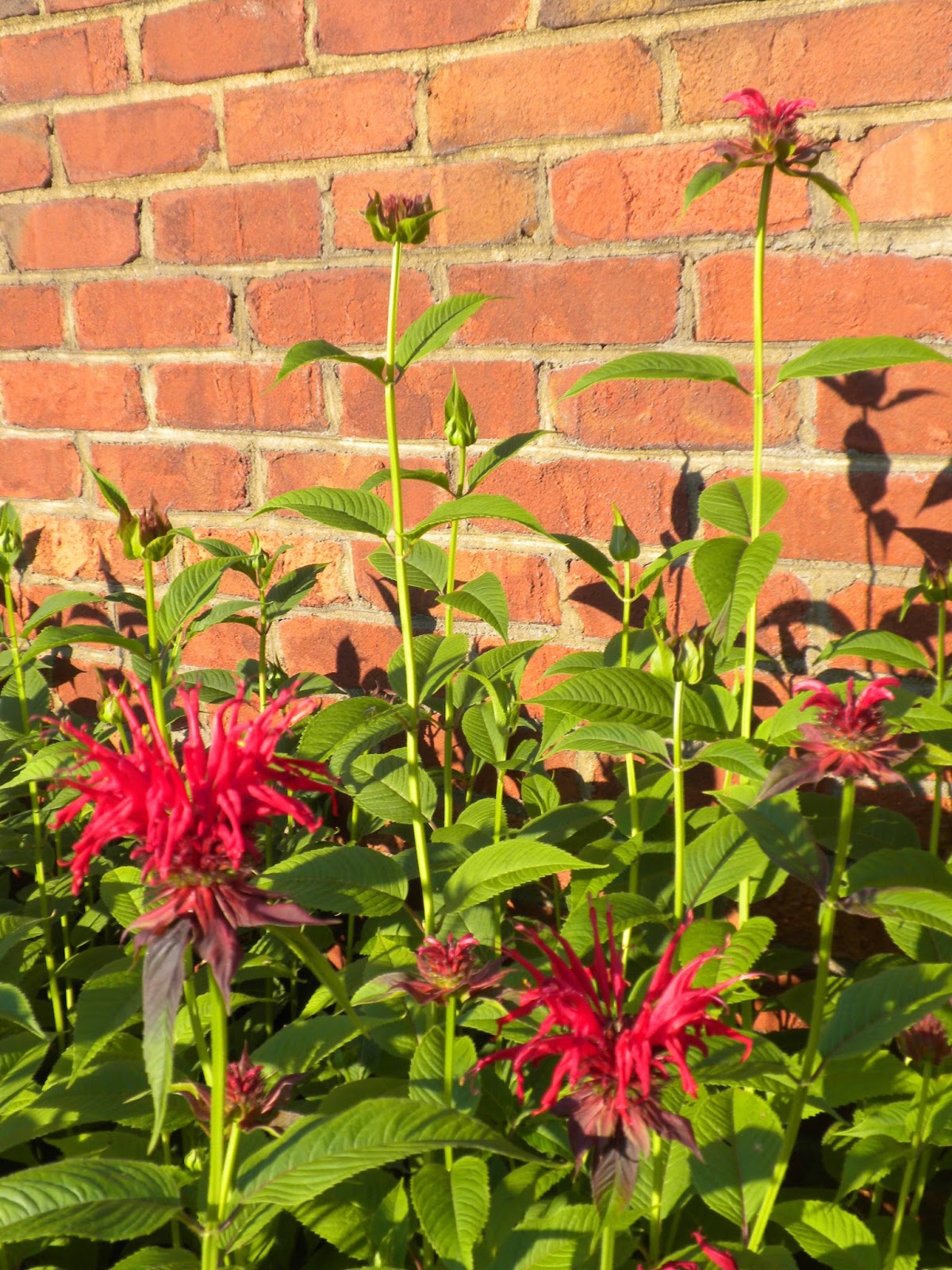 Panoply: Garden Color Burst, Container Plantings 2015