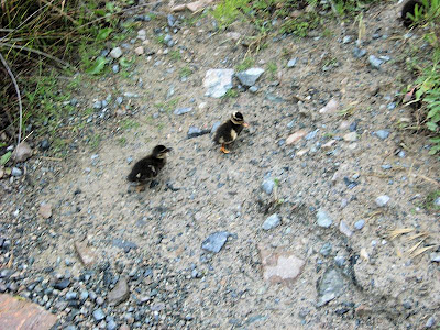 Patitos crias del pato "Coll verd" en Els Muntanyans ~ Els ulls d'un ...