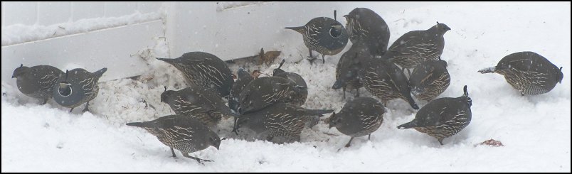 Backyard Birds Utah