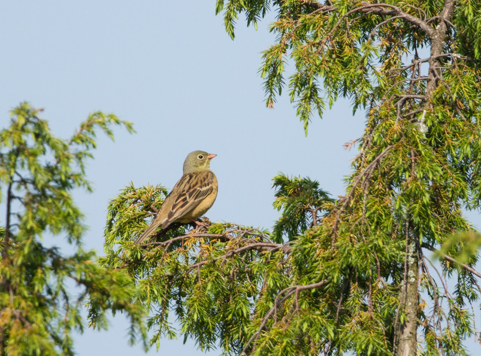 Tuulanhavis: Vähenevä peltosirkku