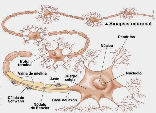 MORFOFISIOLOGIA I: NEUROANATOMIA