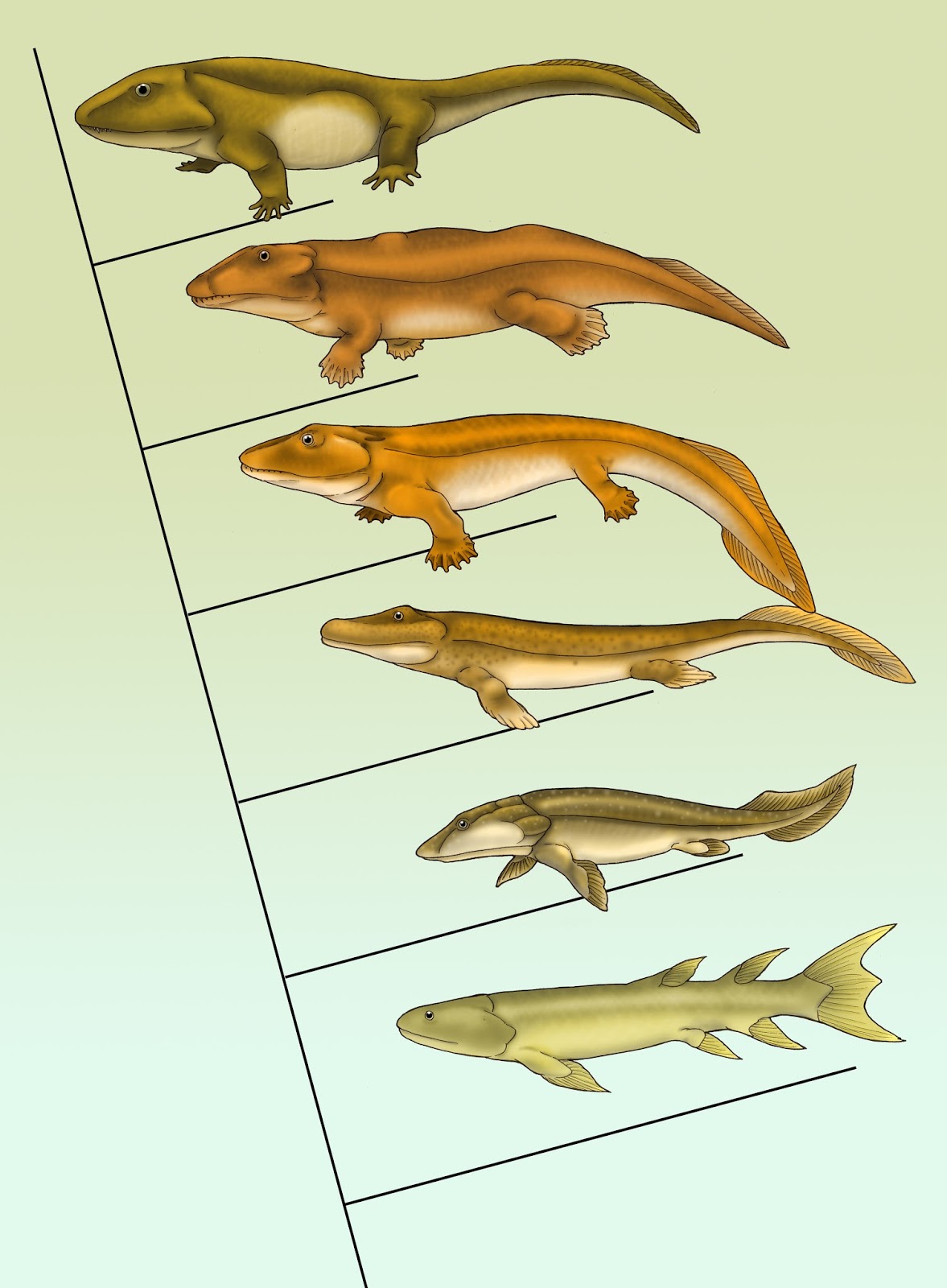 Darwin's Kidneys: Fossil Friday: Tiktaalik, and the transition from ...