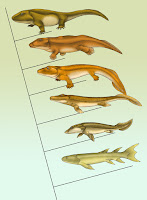 Darwin's Kidneys: Fossil Friday: Tiktaalik, and the transition from water to land.