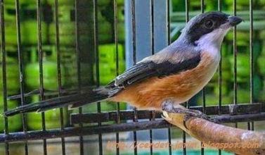 Harga Burung Cendet Madura Asli