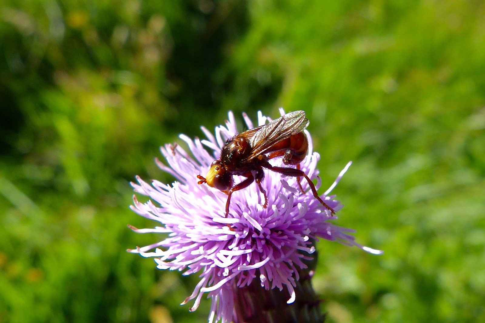 A Kilchoan Diary: Thistle Insects