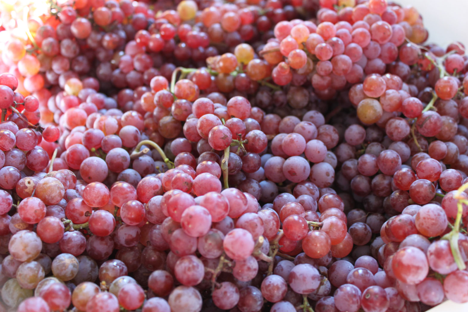 TrinKnitty: Mill City Farmers' Market (My Own State Fair)