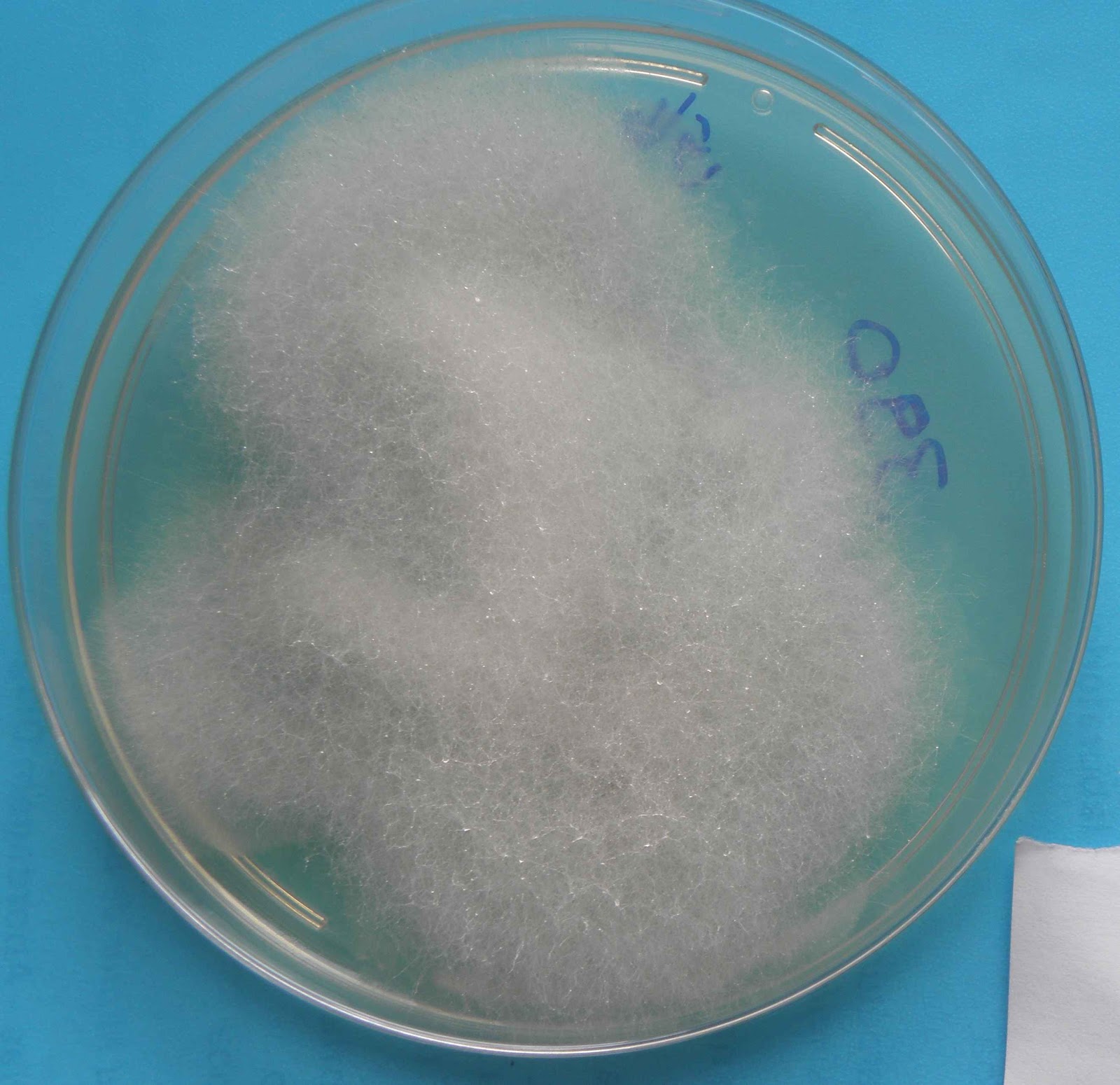 ATLAS MICOLOGIA: ABSIDIA CORYMBIFERA / Lichtheimia corymbifera