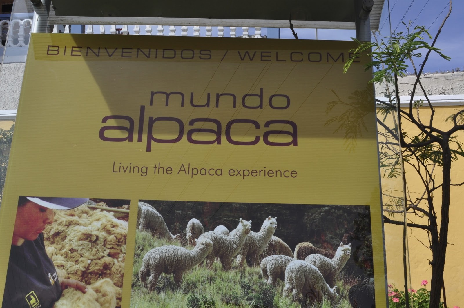 Mundo Trendy: Mundo Alpaca! ;)